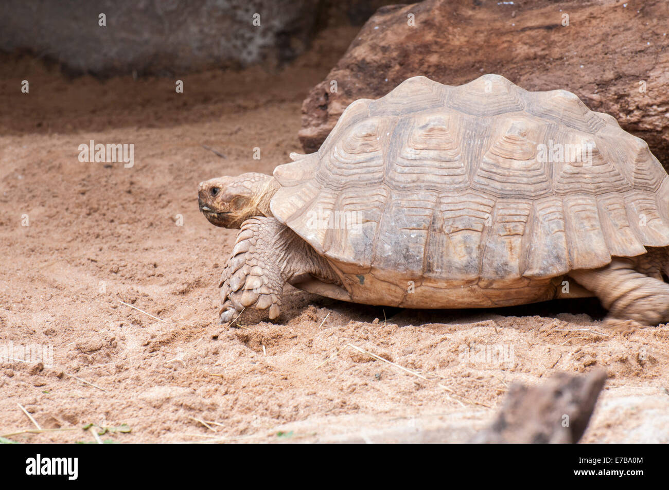 Heavy Turtle Stock Photos & Heavy Turtle Stock Images - Alamy