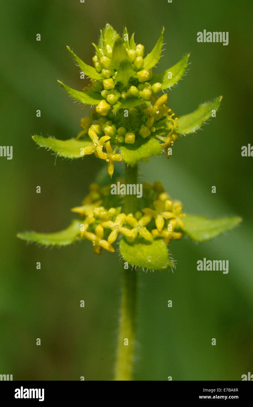 Cruciata plant hi-res stock photography and images - Alamy