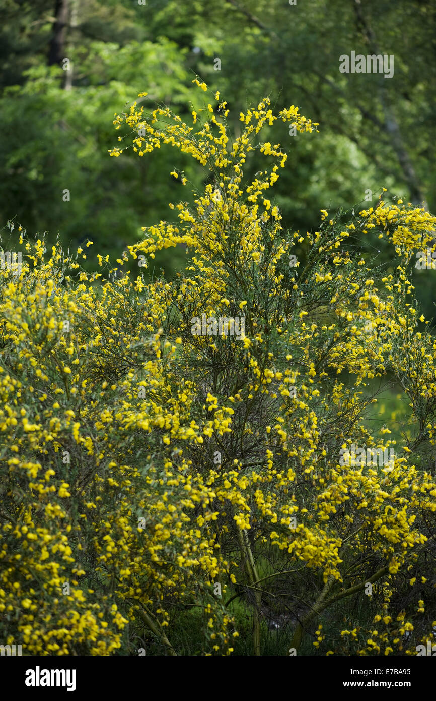 Cytisus scoparius flowering broom shrub hi-res stock photography and ...