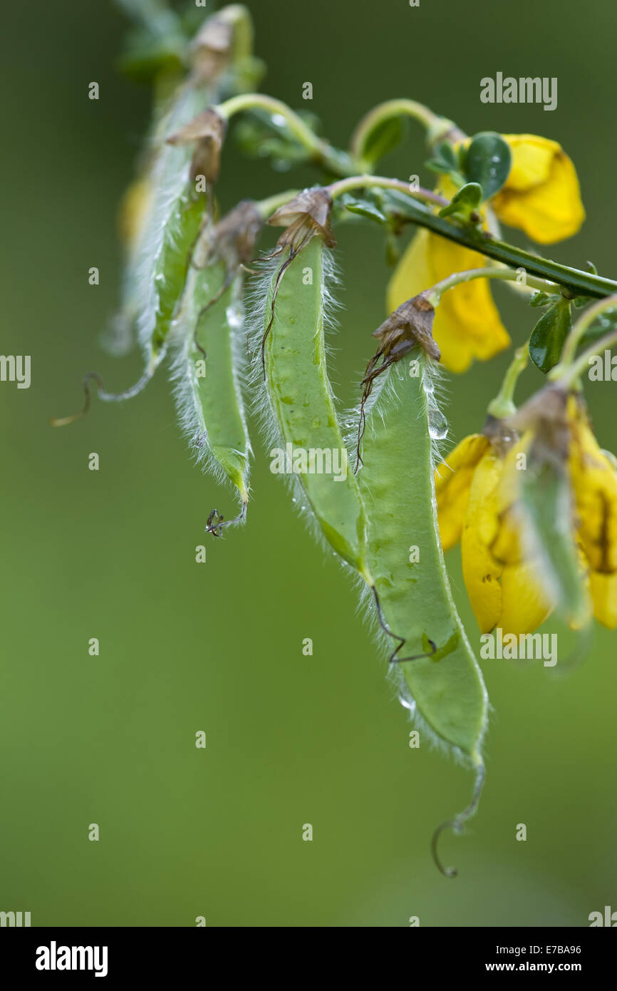 common broom, cytisus scoparius Stock Photo - Alamy