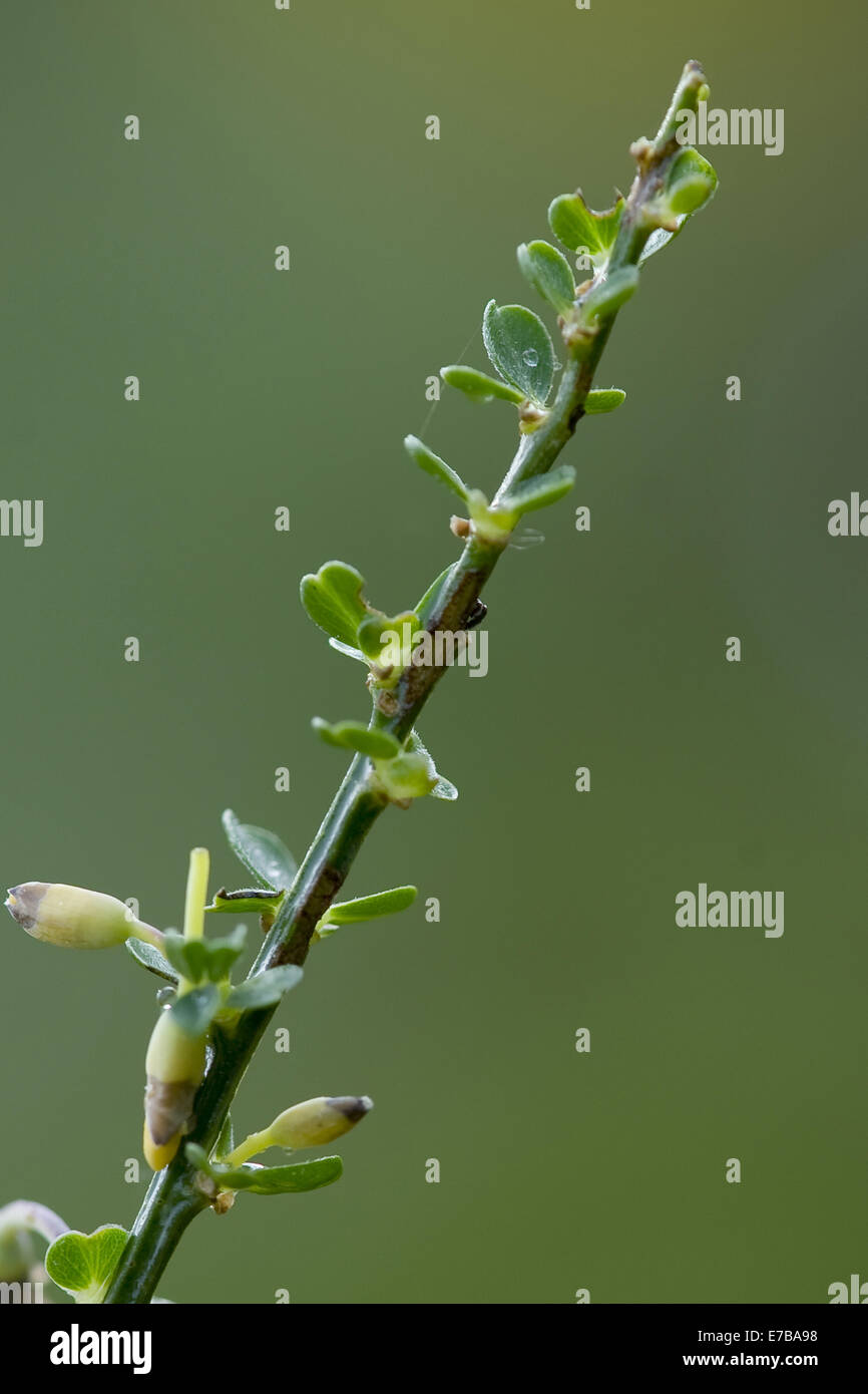 common broom, cytisus scoparius Stock Photo - Alamy