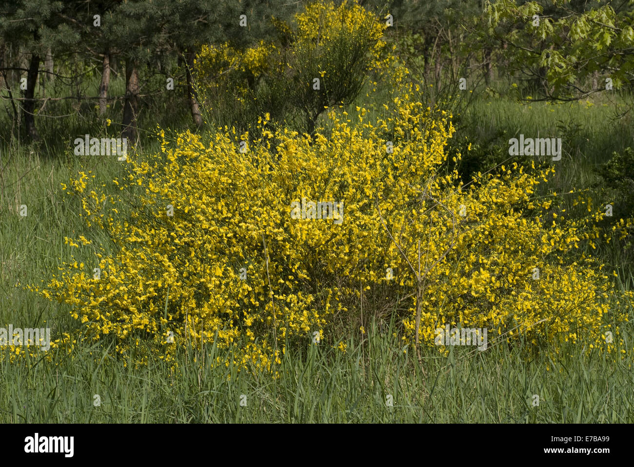 common broom, cytisus scoparius Stock Photo - Alamy