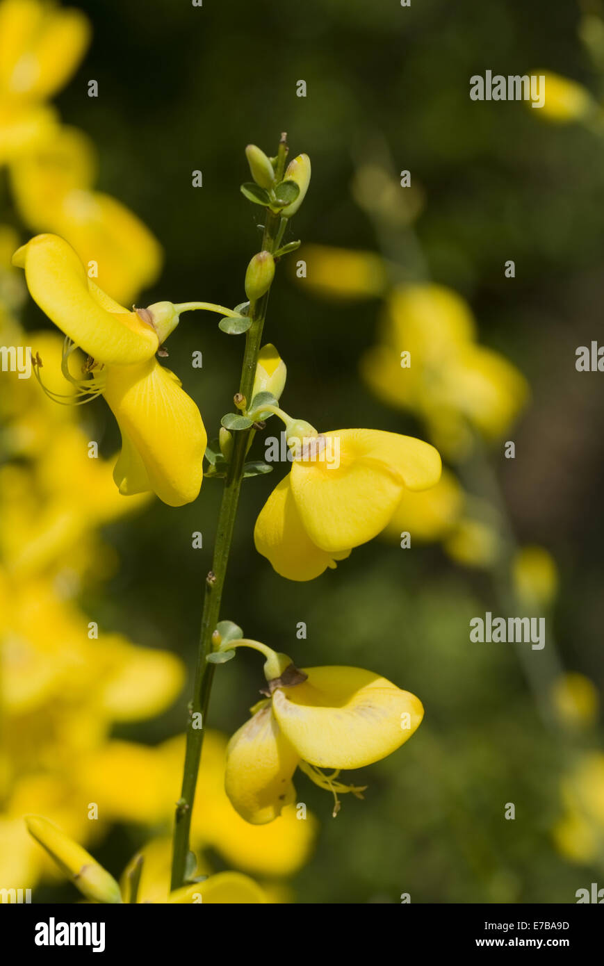 Common broom hi-res stock photography and images - Alamy