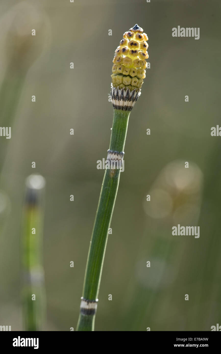 common scouring rush, equisetum hyemale Stock Photo - Alamy