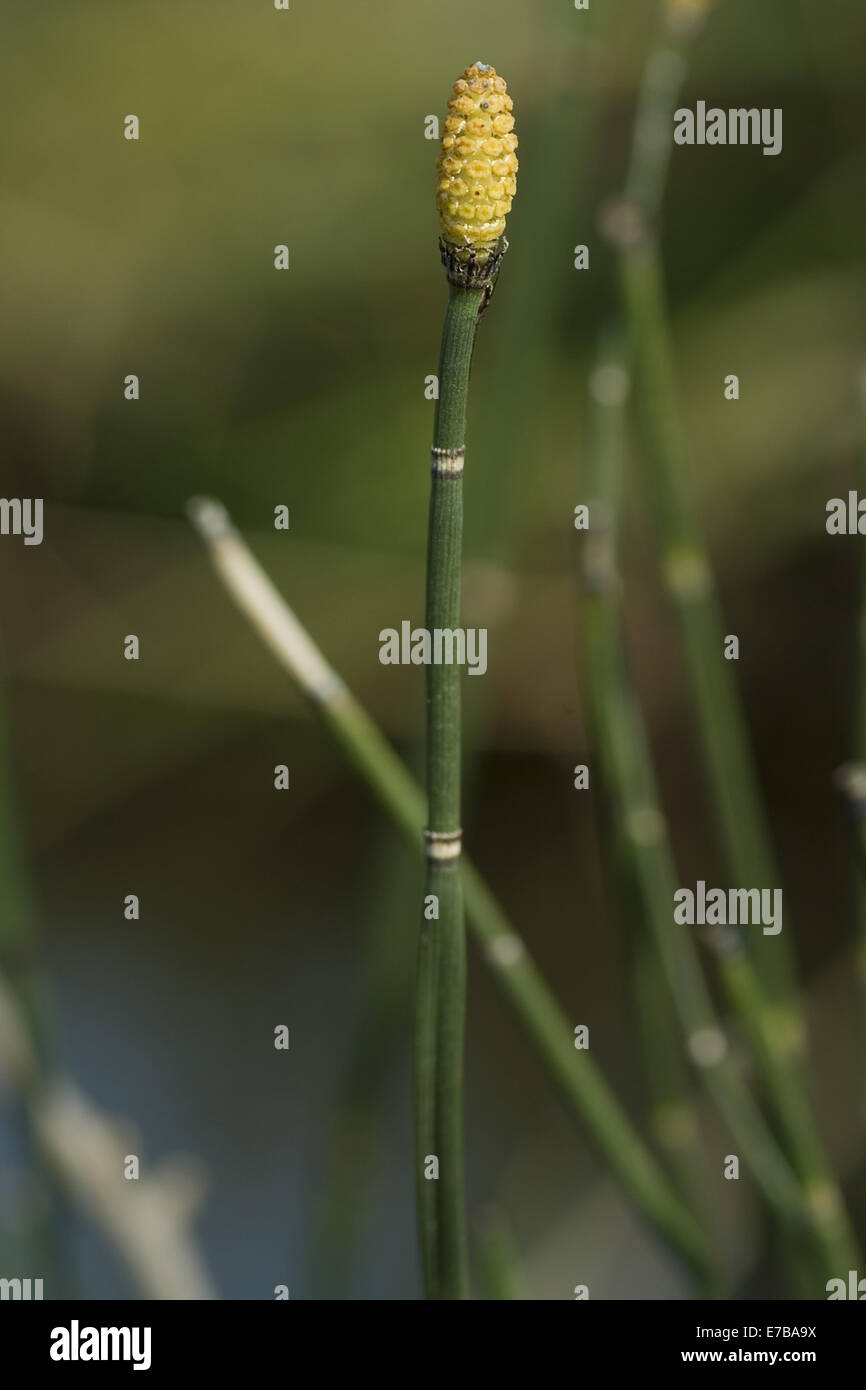 common scouring rush, equisetum hyemale Stock Photo - Alamy