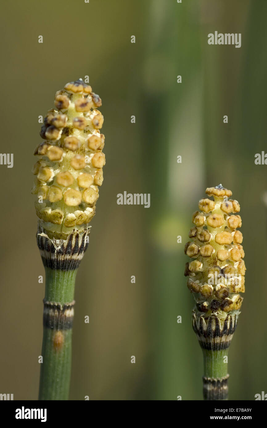 common scouring rush, equisetum hyemale Stock Photo - Alamy