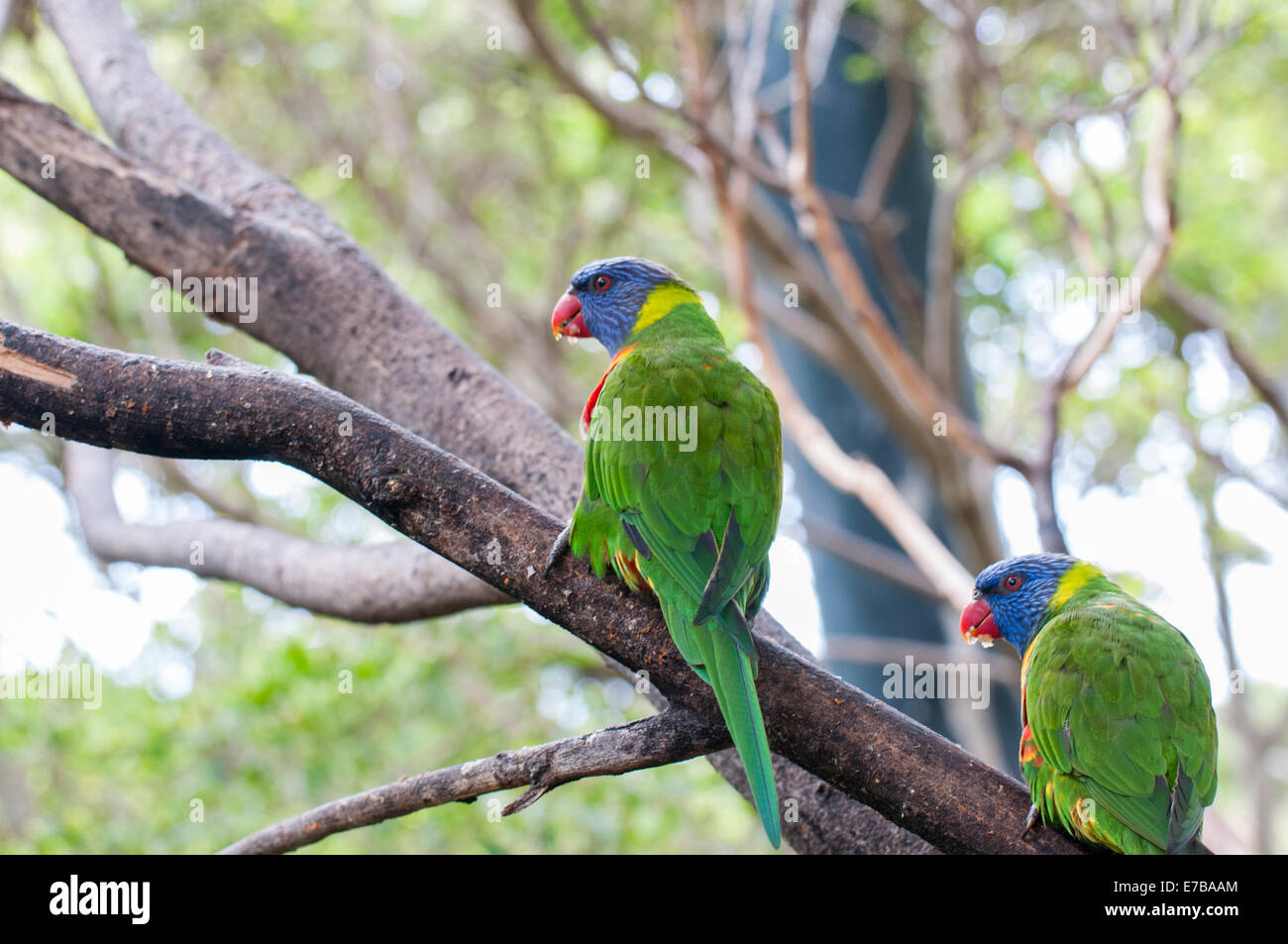 parrots in their jungle habitat surrounded Stock Photo - Alamy