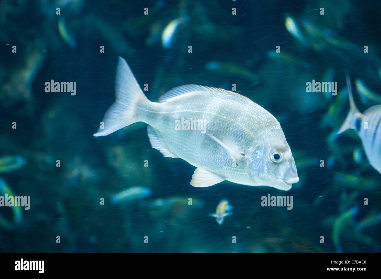 tropical fish swimming on the seabed Stock Photo - Alamy