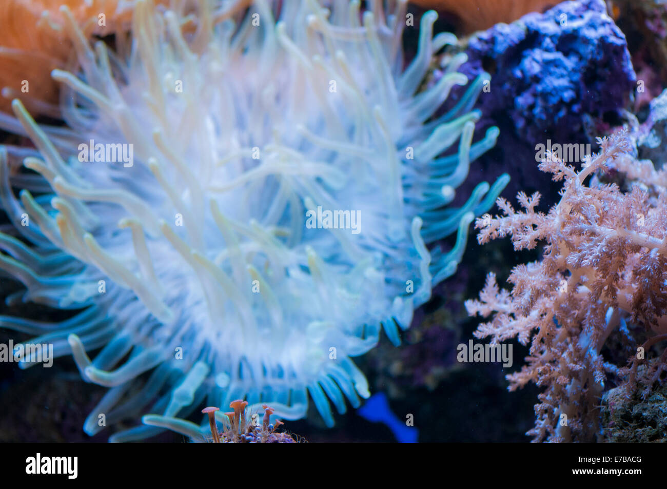 coral colors in the bottom of the ocean Stock Photo - Alamy