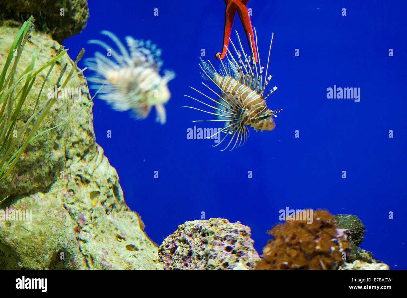 Reef fish swimming seabed hi-res stock photography and images - Alamy
