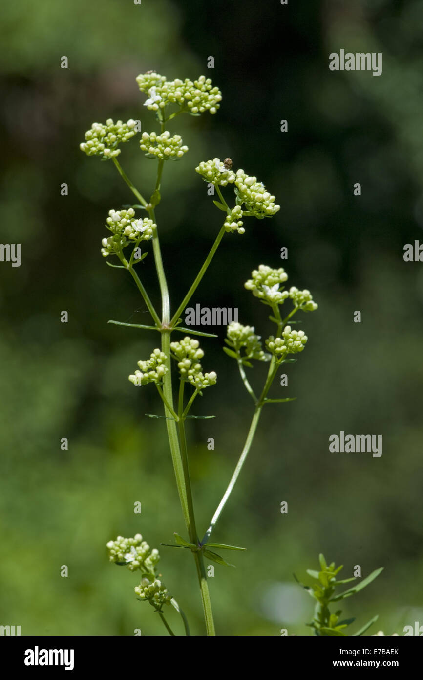 Bedstraw hi-res stock photography and images - Alamy
