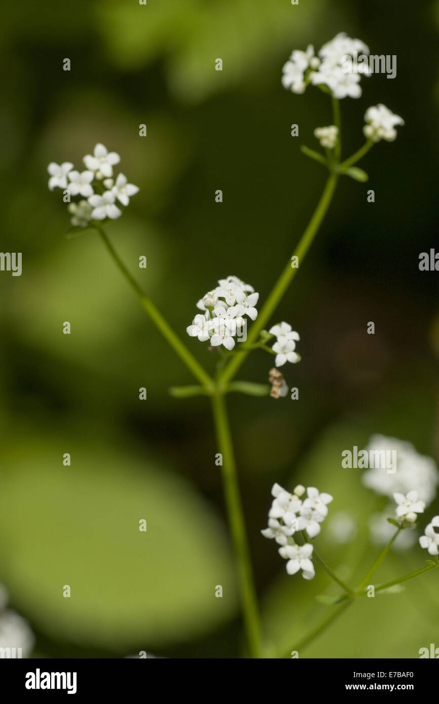 common marsh bedstraw, galium palustre Stock Photo - Alamy