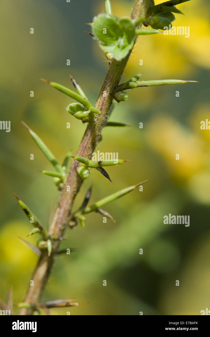 german greenweed, genista germanica Stock Photo - Alamy