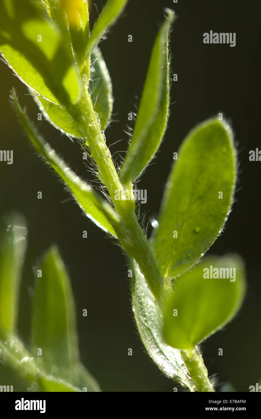 german greenweed, genista germanica Stock Photo - Alamy