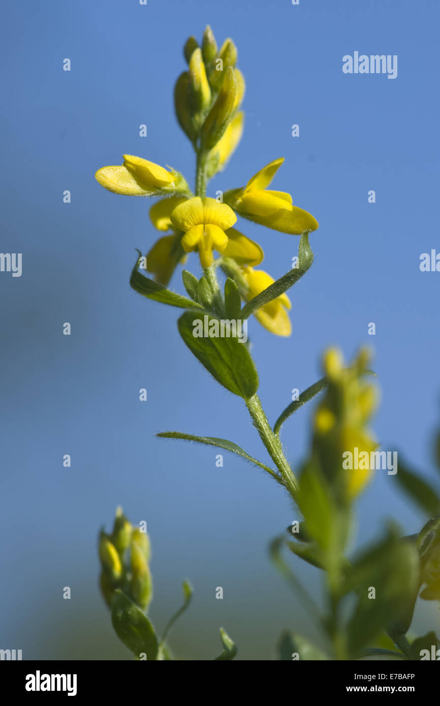 Greenweed hi-res stock photography and images - Alamy