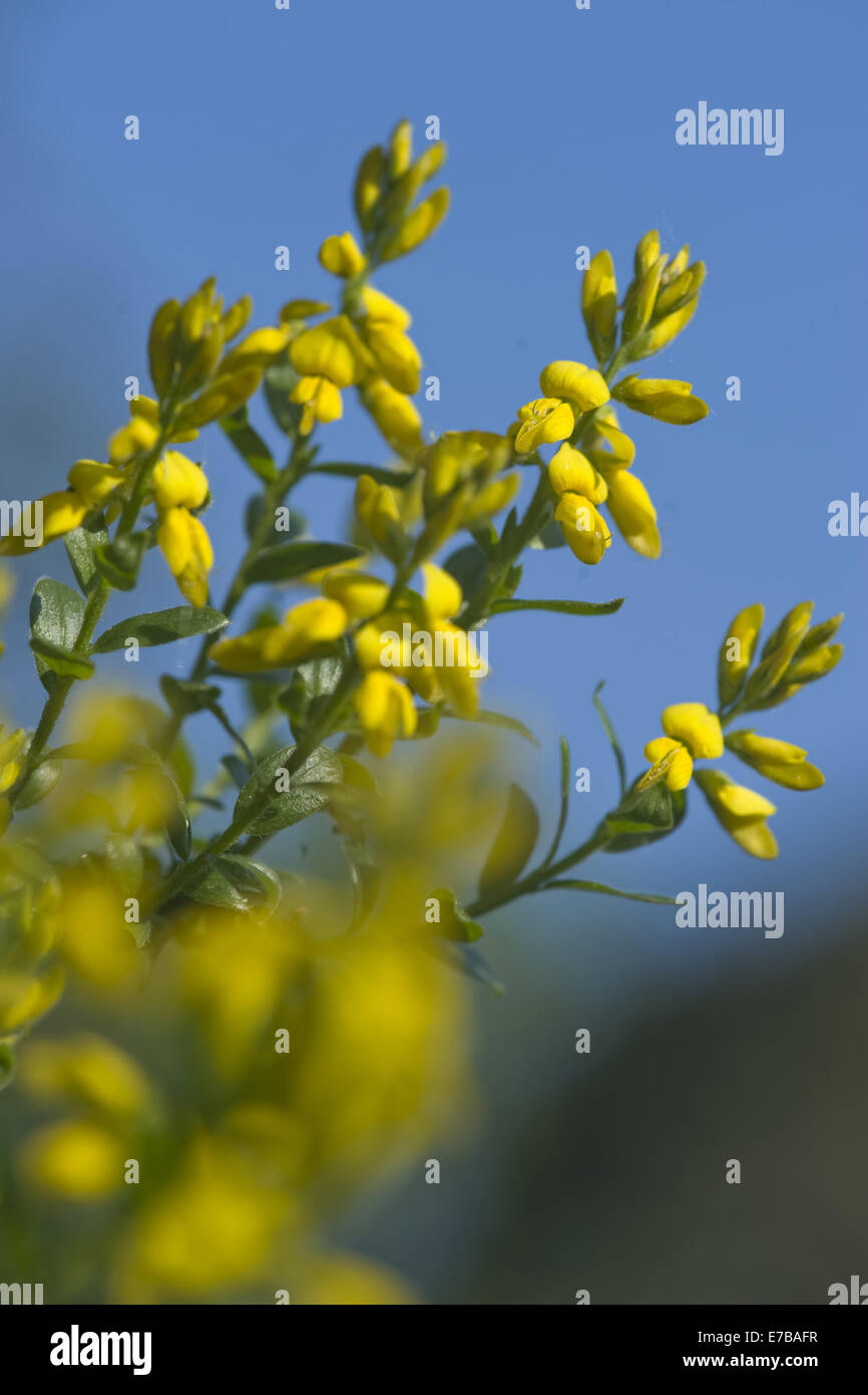 german greenweed, genista germanica Stock Photo - Alamy