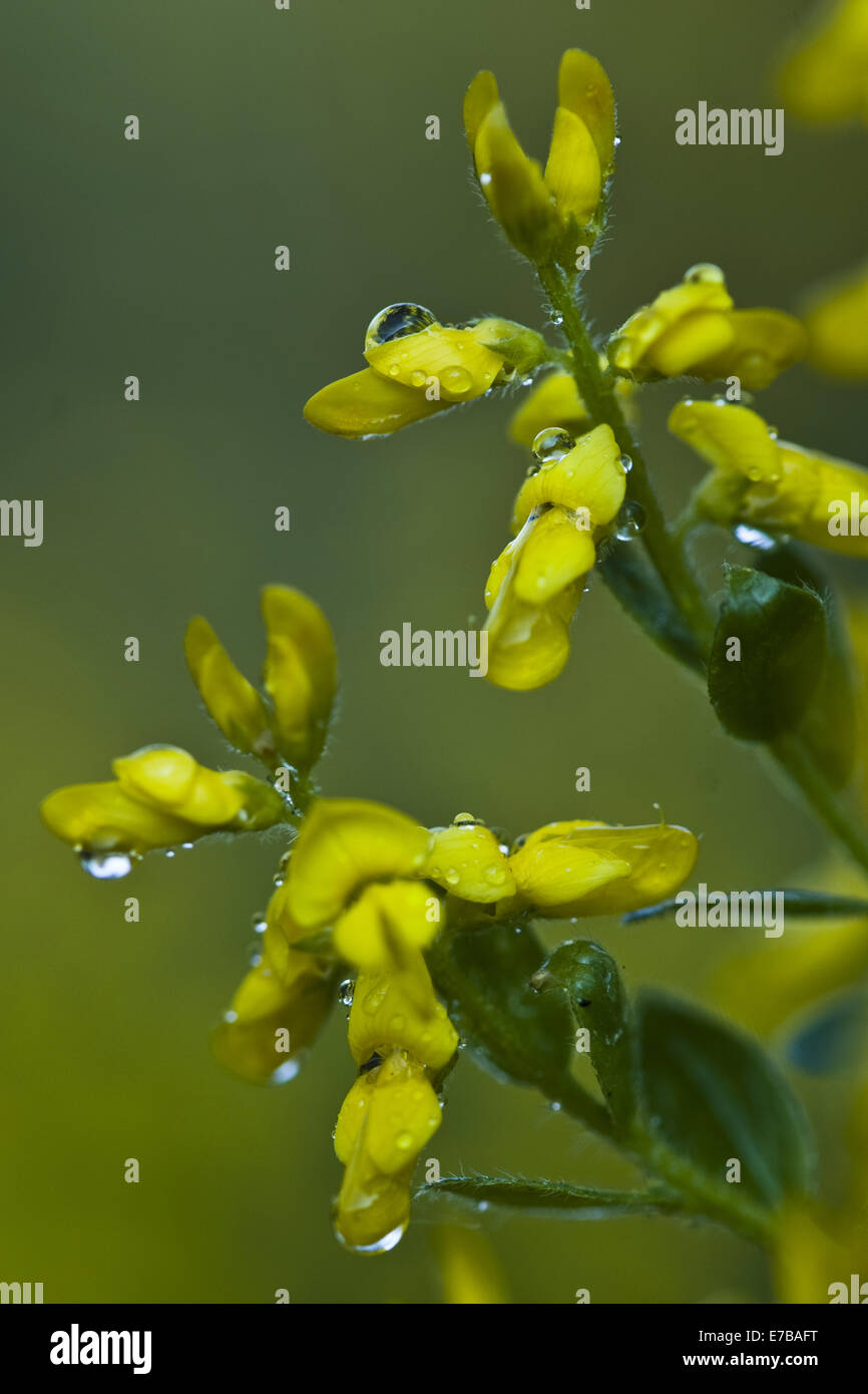 Greenweed hi-res stock photography and images - Alamy