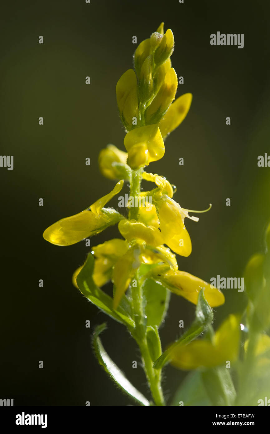 german greenweed, genista germanica Stock Photo - Alamy