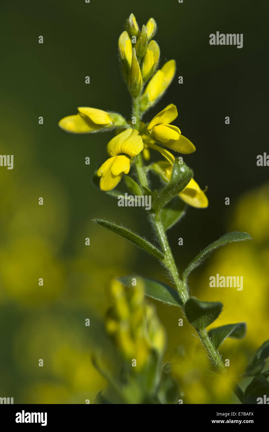 german greenweed, genista germanica Stock Photo - Alamy
