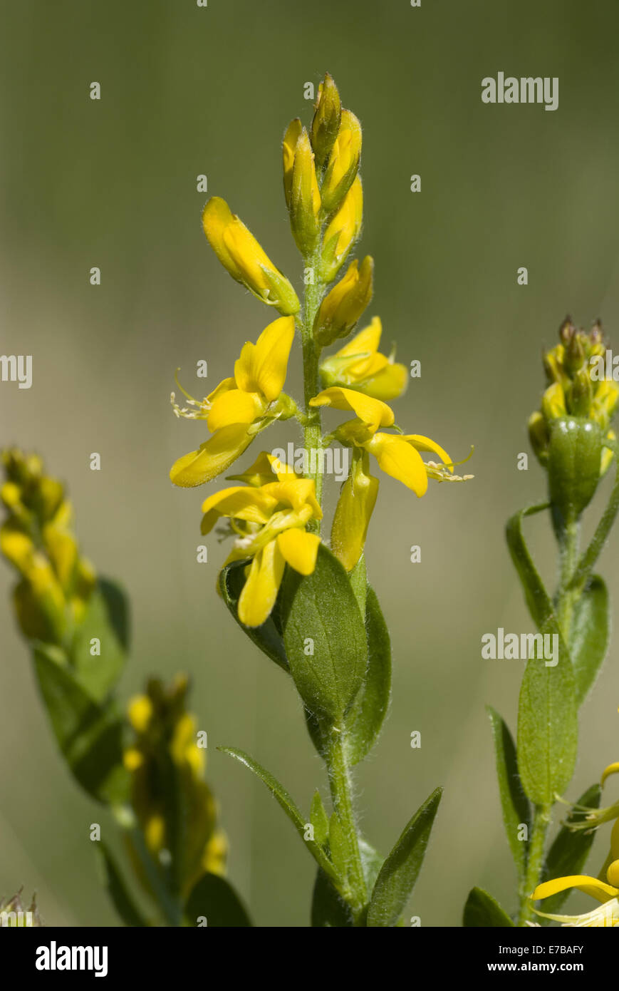 german greenweed, genista germanica Stock Photo - Alamy