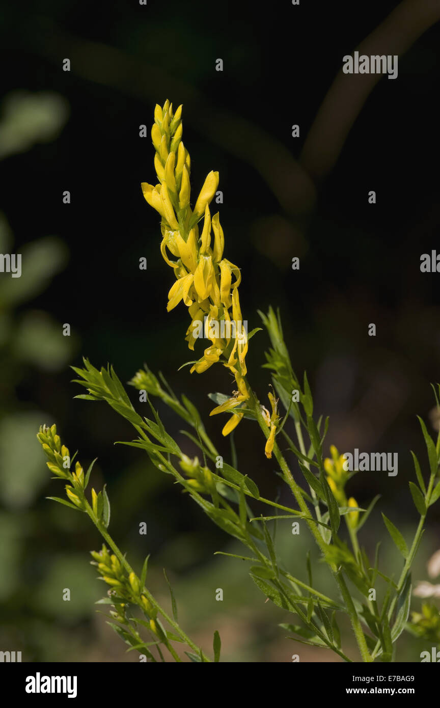 dyer's broom, genista tinctoria Stock Photo - Alamy
