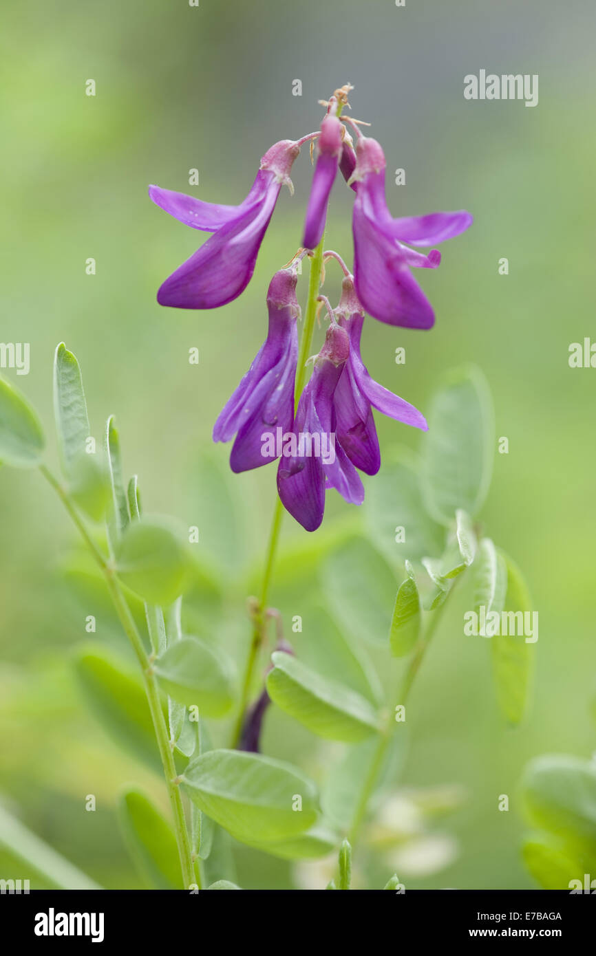 sweetvetch, hedysarum hedysaroides Stock Photo - Alamy