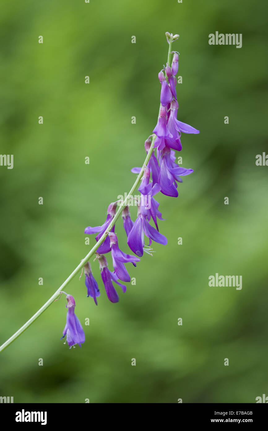 sweetvetch, hedysarum hedysaroides Stock Photo - Alamy