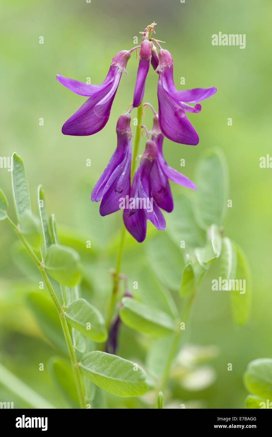 Sweetvetch hi-res stock photography and images - Alamy