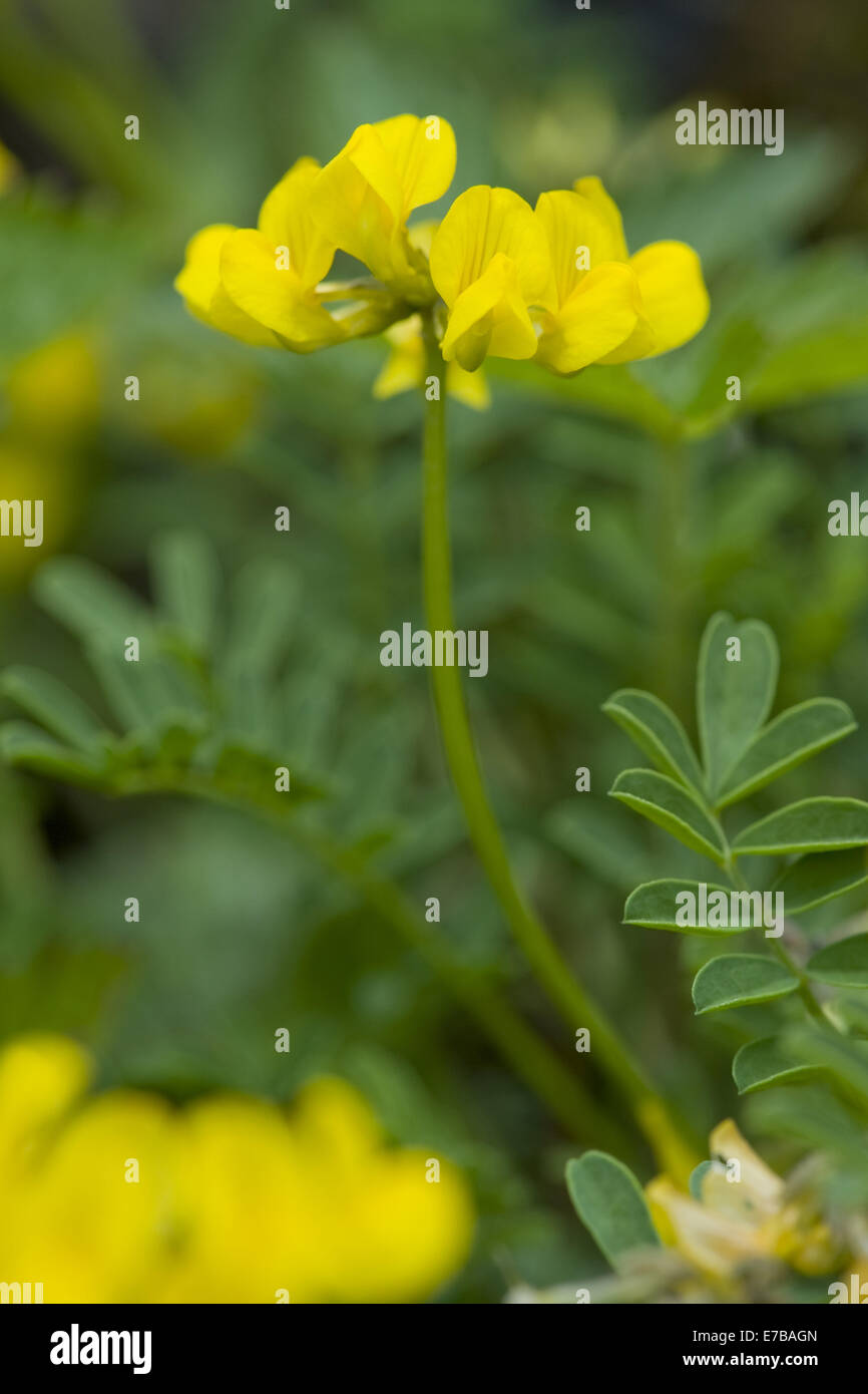 Hippocrepis comosa hi-res stock photography and images - Alamy