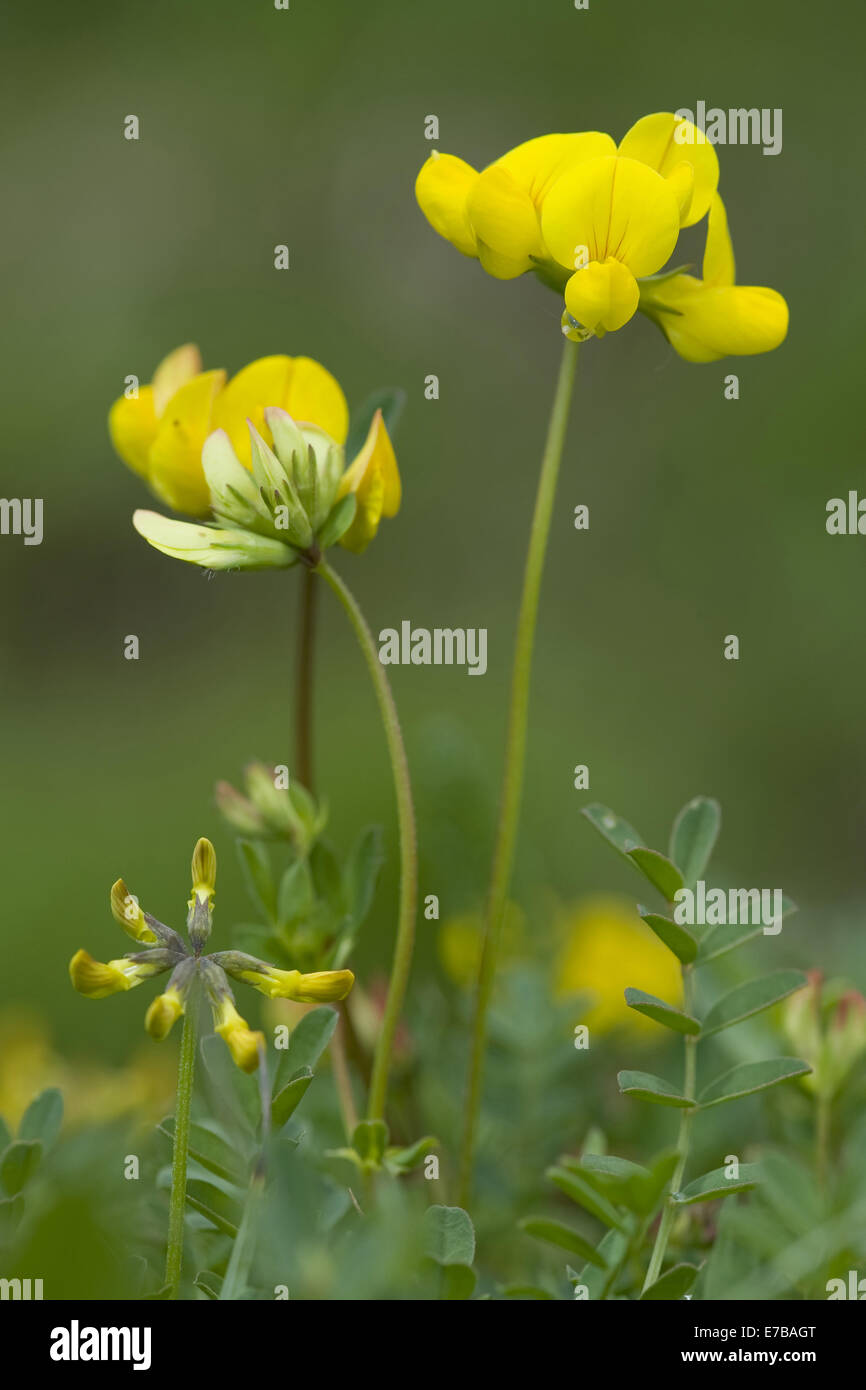 horseshoe vetch, hippocrepis comosa Stock Photo - Alamy