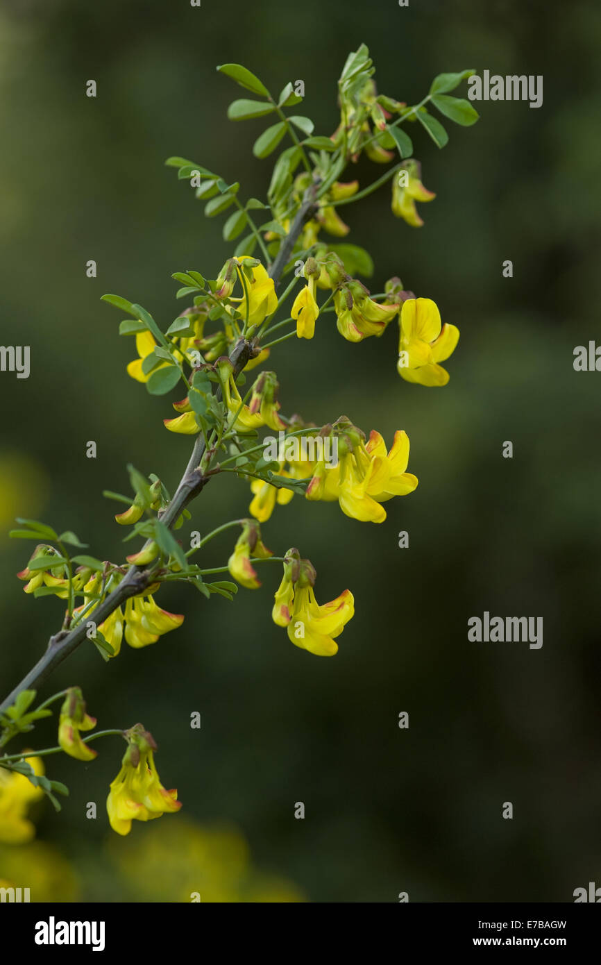 scorpion senna, hippocrepis emerus Stock Photo - Alamy