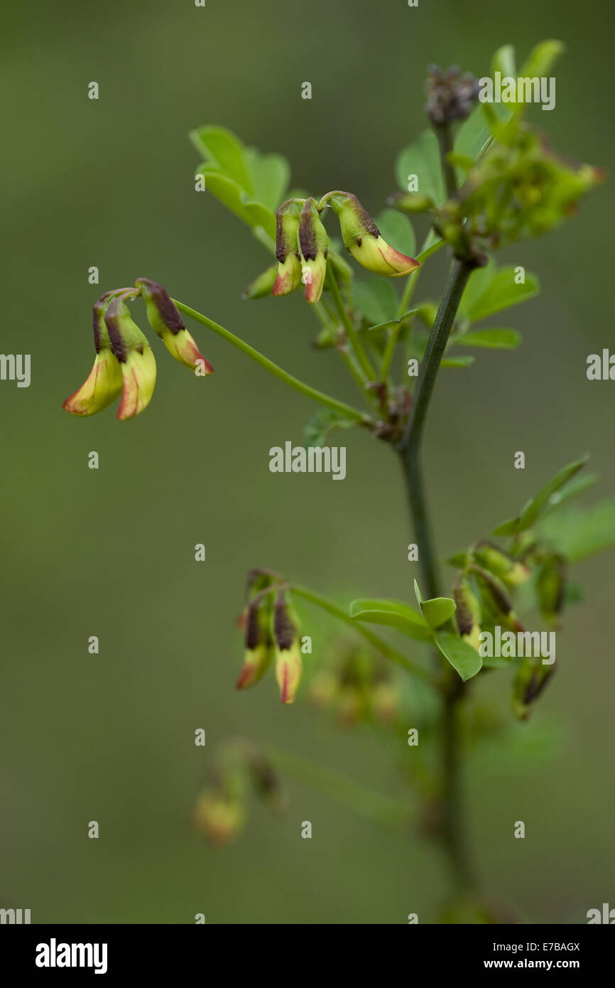 scorpion senna, hippocrepis emerus Stock Photo - Alamy
