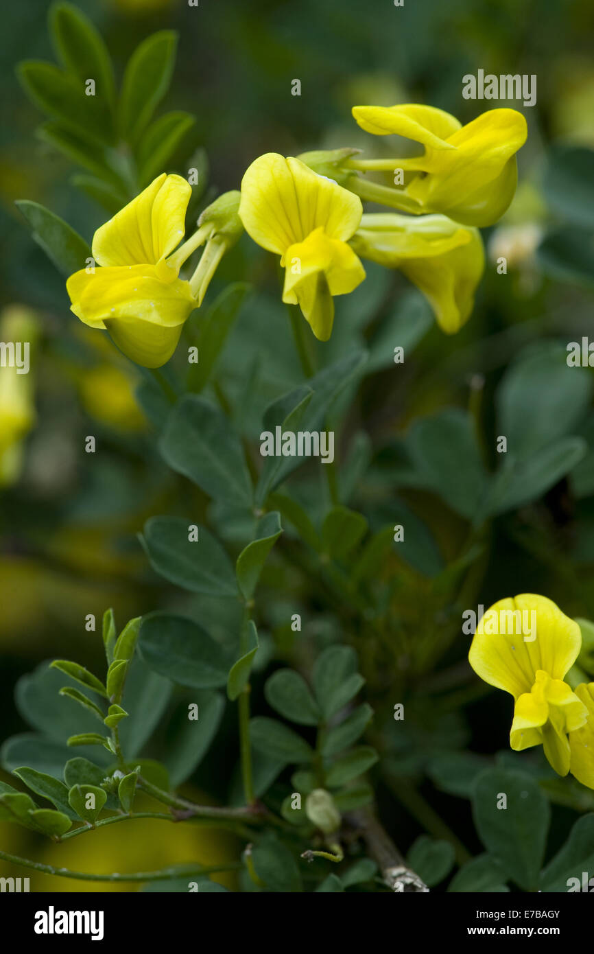 scorpion senna, hippocrepis emerus Stock Photo - Alamy