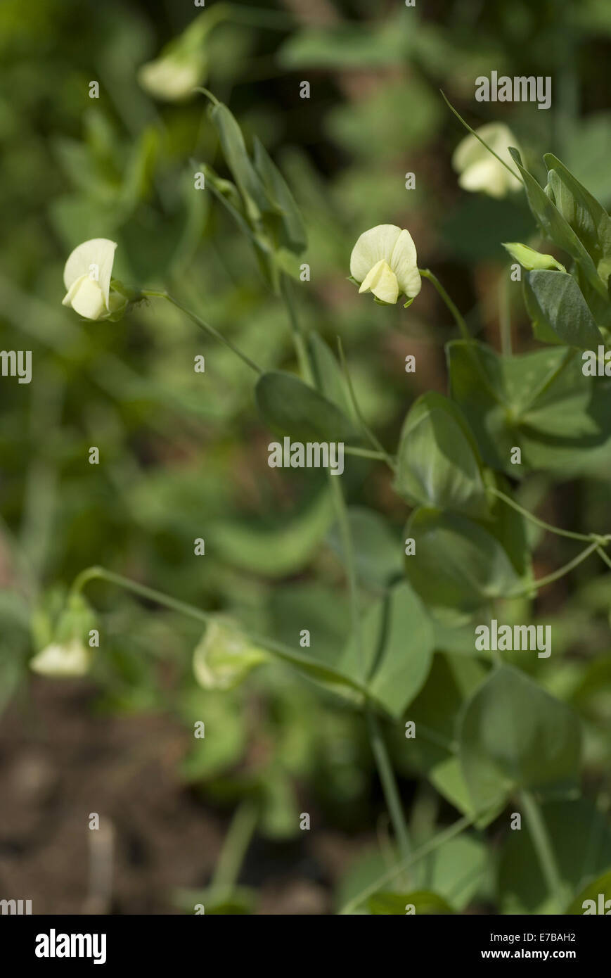 yellow pea, lathyrus aphaca Stock Photo - Alamy