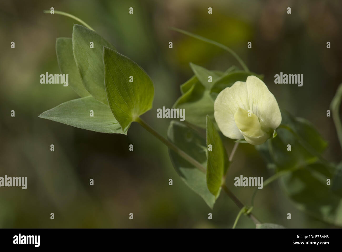 yellow pea, lathyrus aphaca Stock Photo - Alamy