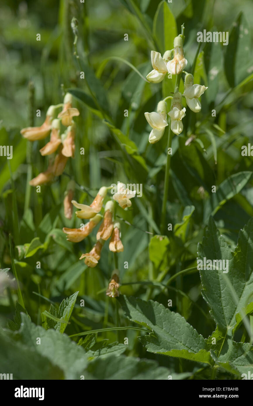 western yellow pea, lathyrus laevigatus subsp. occidentalis Stock Photo ...