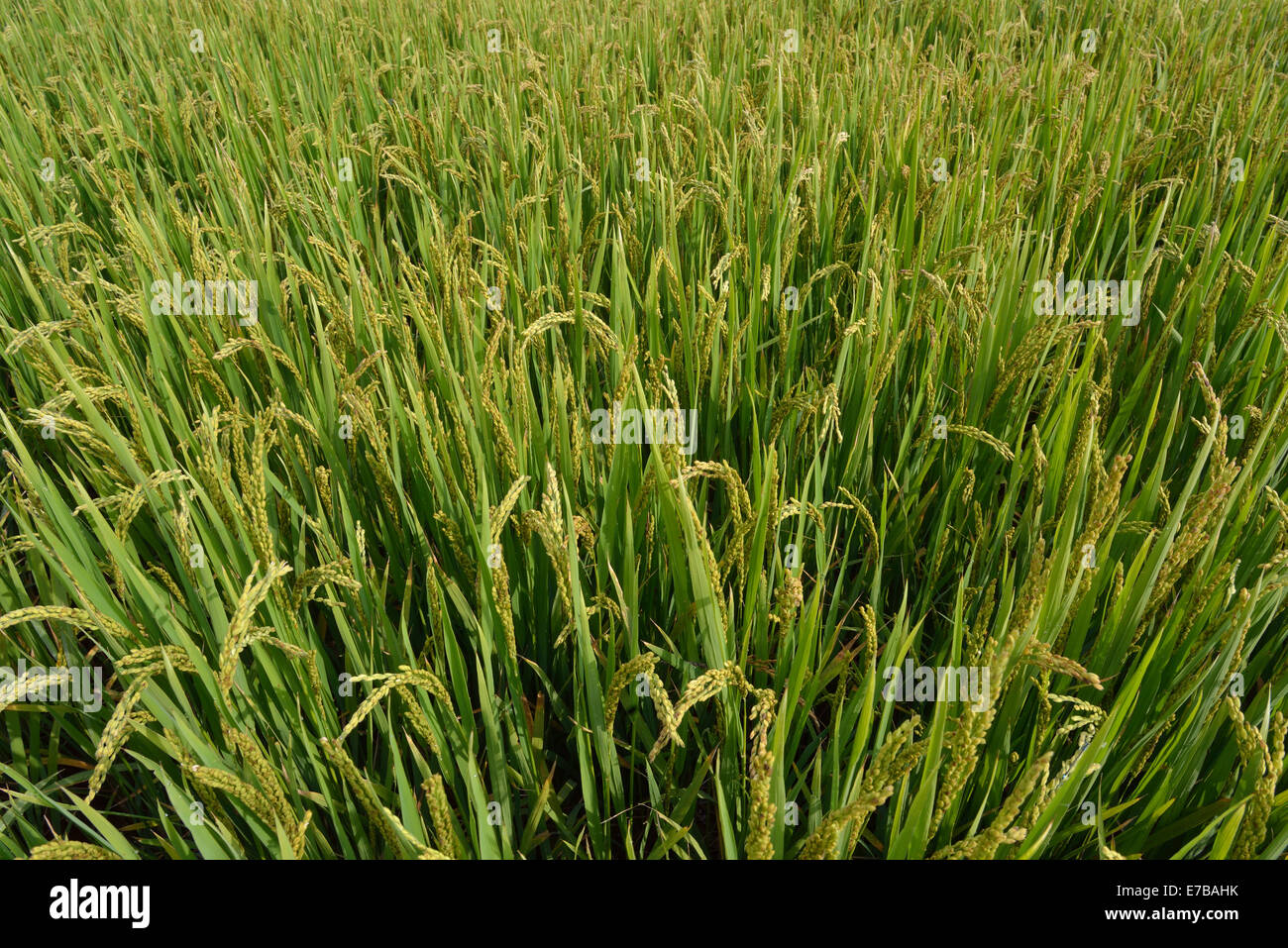 Rice paddies china hi-res stock photography and images - Alamy