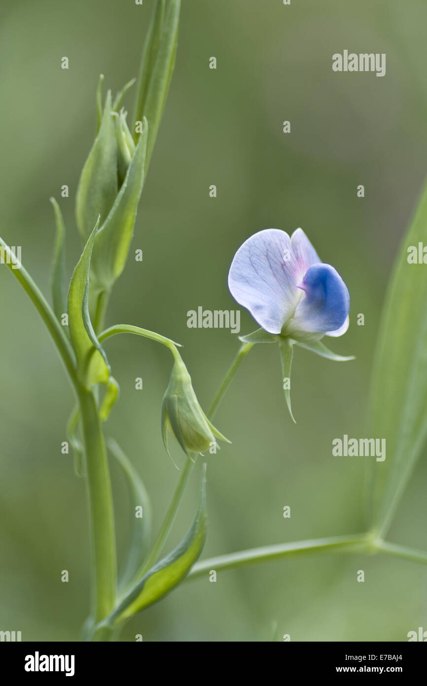 Lathyrus Sativus Grain