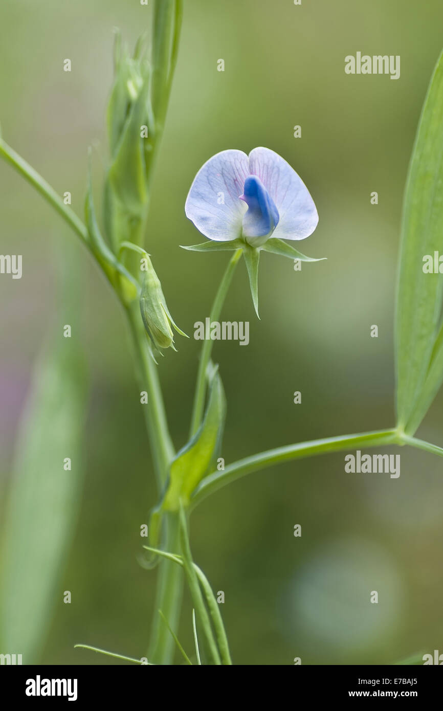 blue vetchling, lathyrus sativus Stock Photo - Alamy