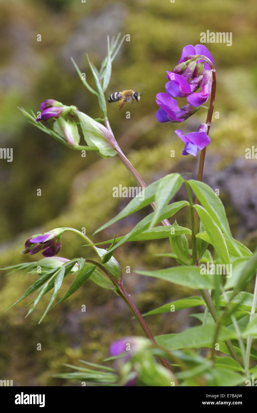 spring vetchling, lathyrus vernus Stock Photo - Alamy