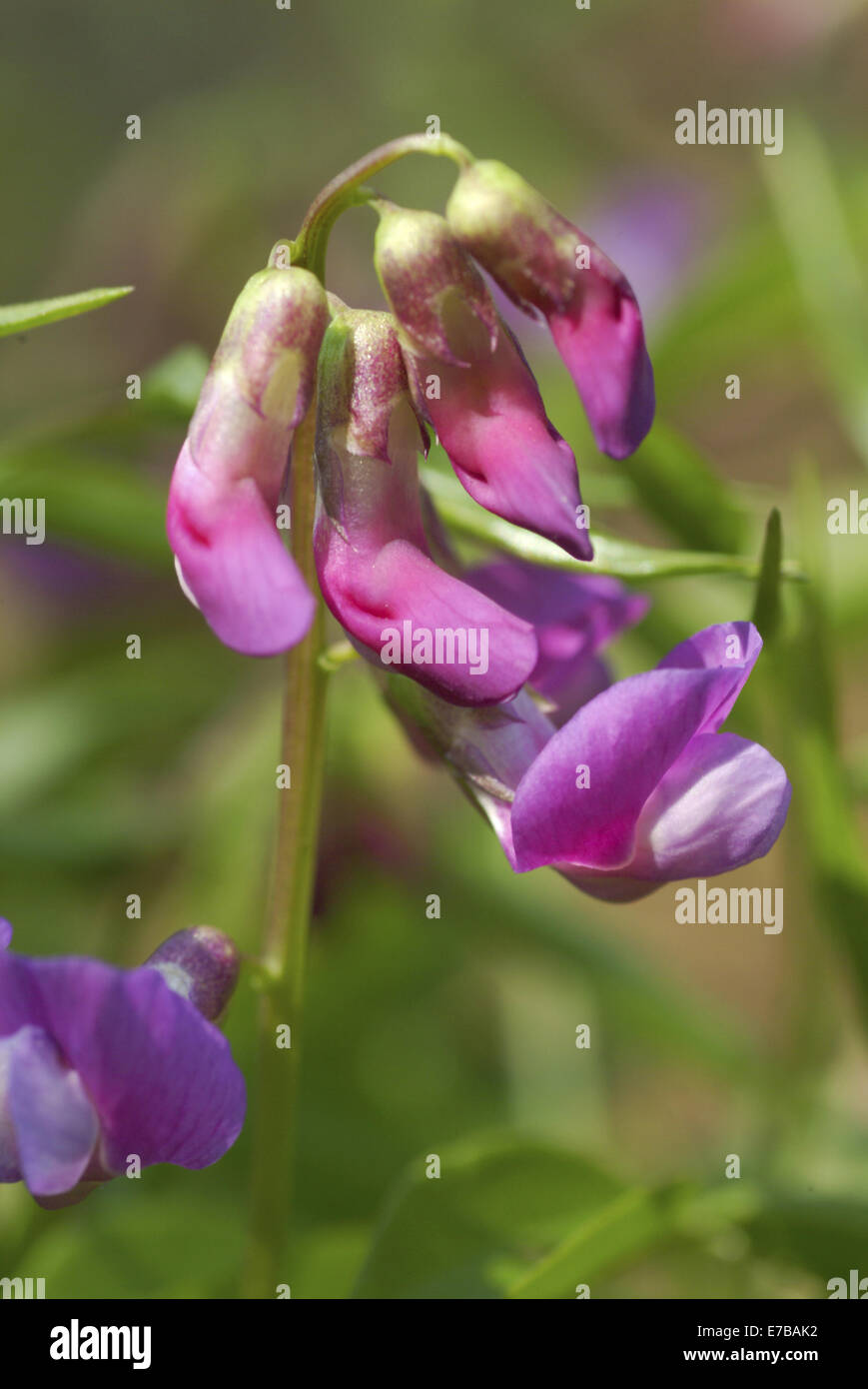 Spring pea lathyrus vernus hi-res stock photography and images - Alamy
