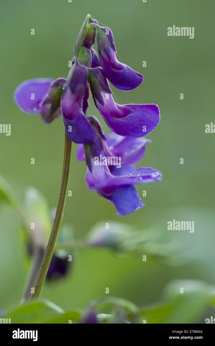 Lathyrus vernus spring vetchling hi-res stock photography and images ...