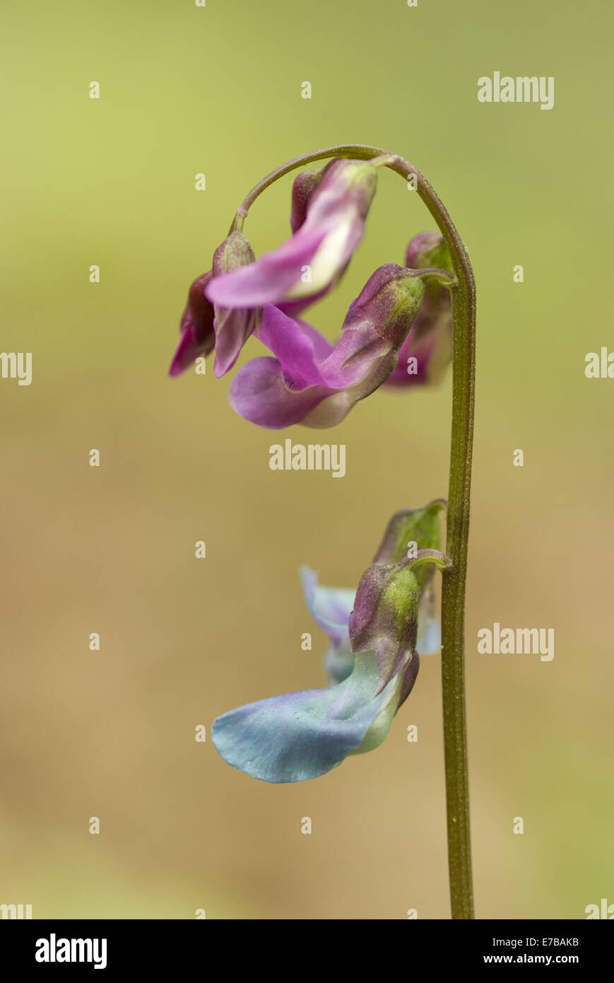 spring vetchling, lathyrus vernus Stock Photo - Alamy