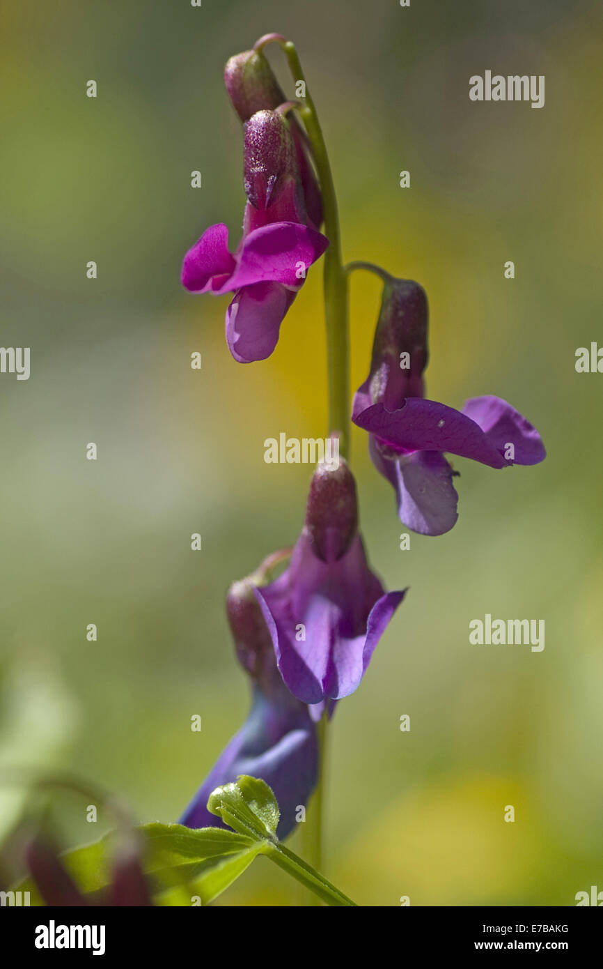 spring vetchling, lathyrus vernus Stock Photo - Alamy