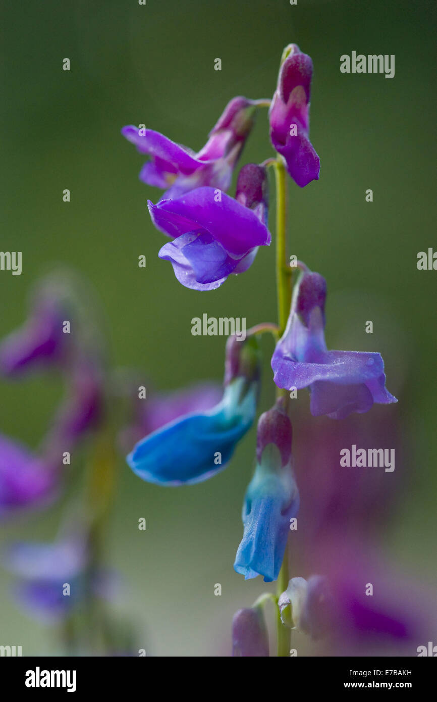 spring vetchling, lathyrus vernus Stock Photo - Alamy