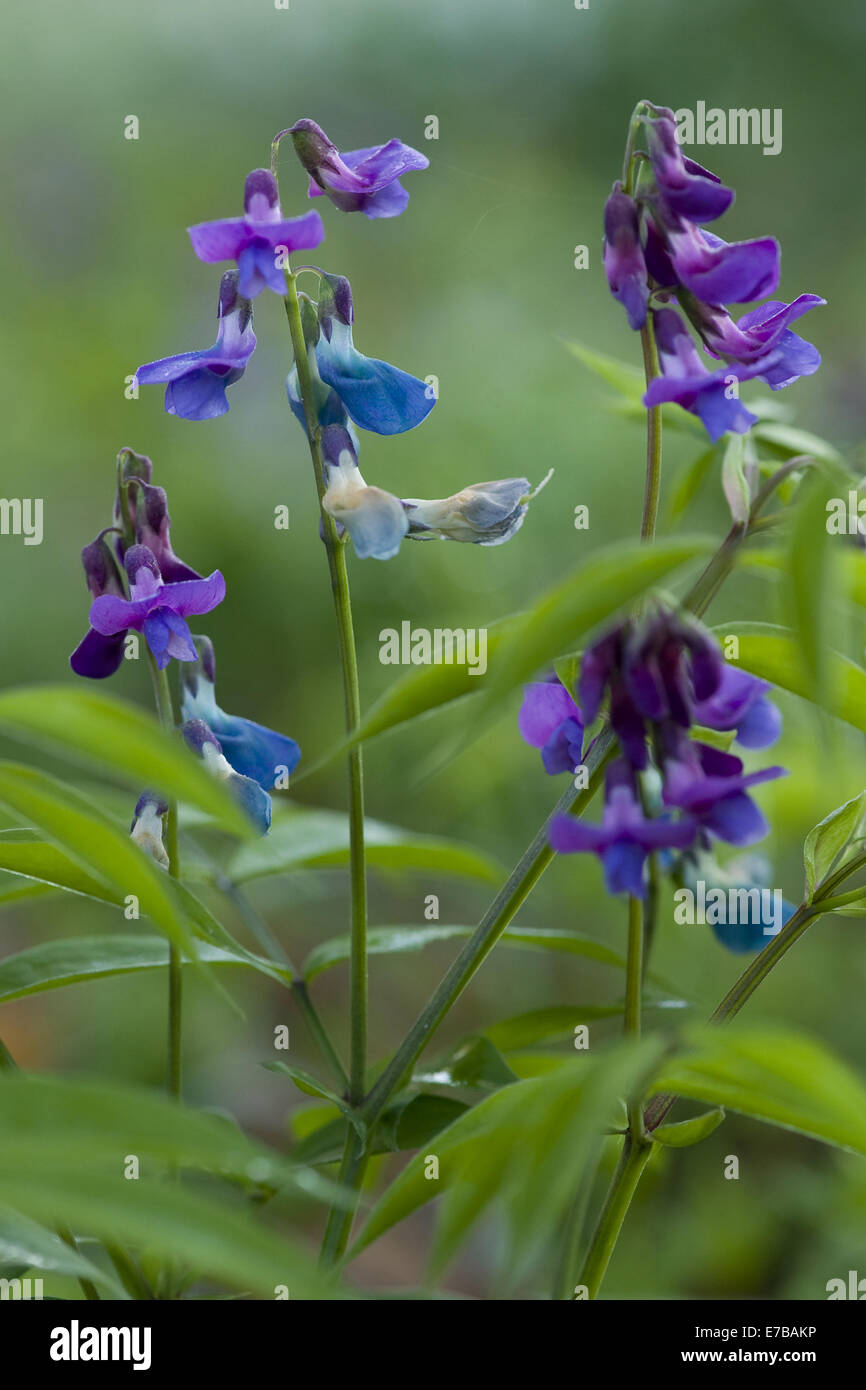 spring vetchling, lathyrus vernus Stock Photo - Alamy