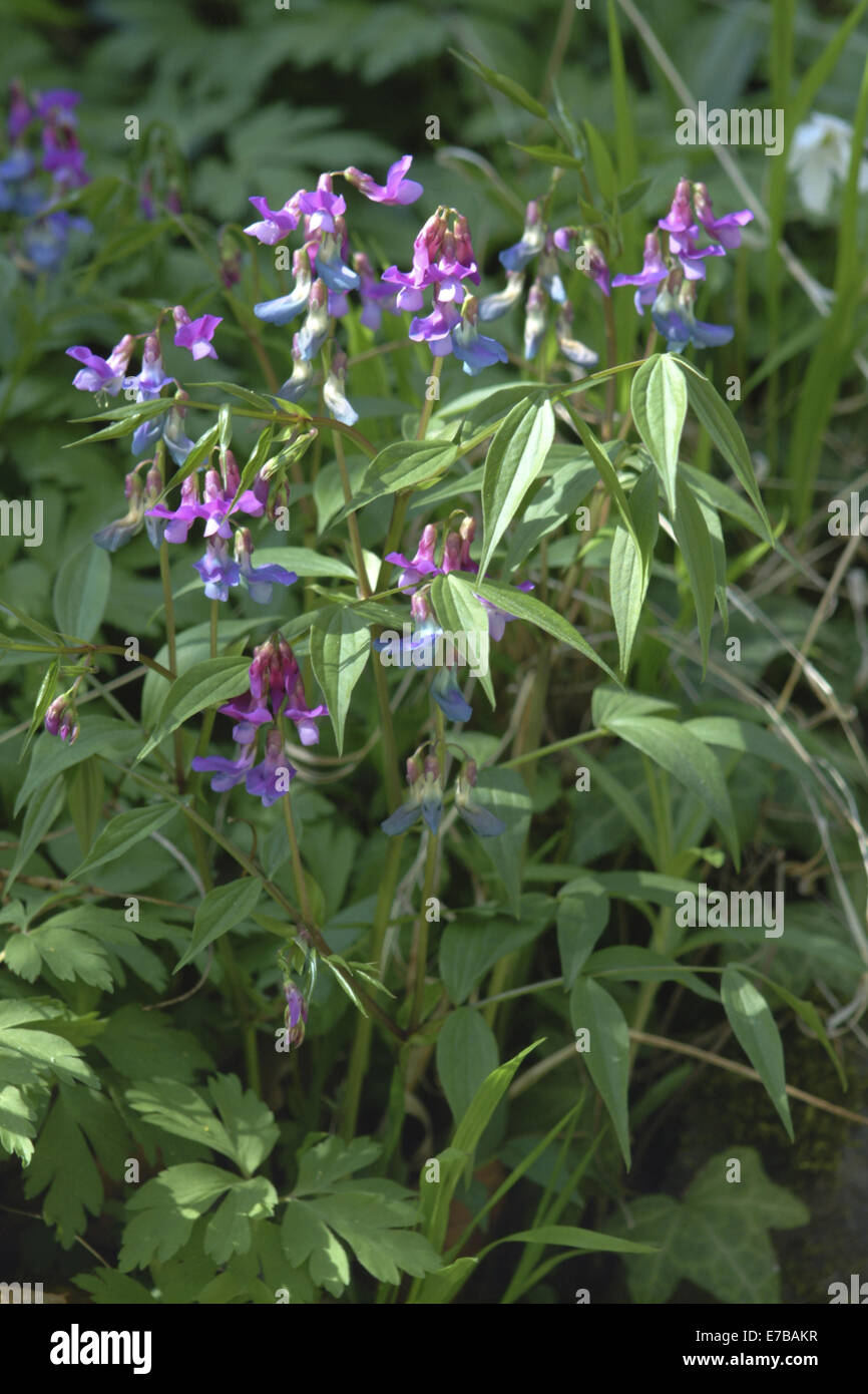 spring vetchling, lathyrus vernus Stock Photo - Alamy