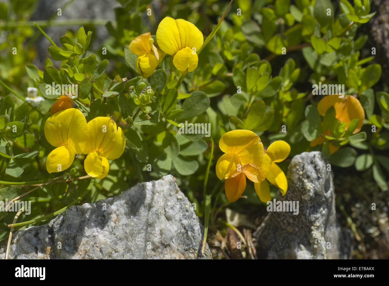 alpine birdsfoot-trefoil, lotus alpinus Stock Photo - Alamy