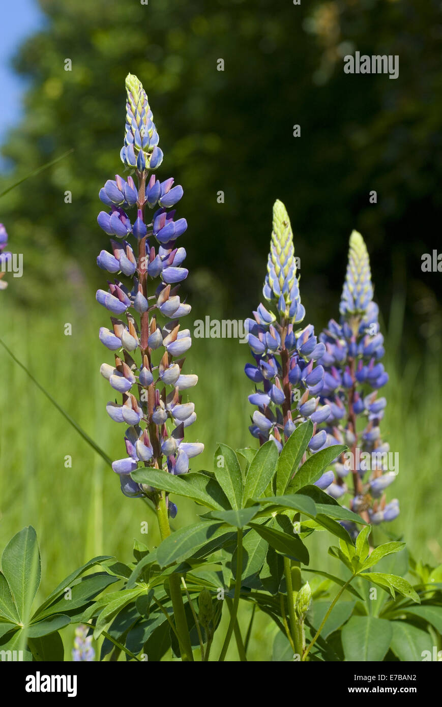 large-leaved lupine, lupinus polyphyllus Stock Photo - Alamy