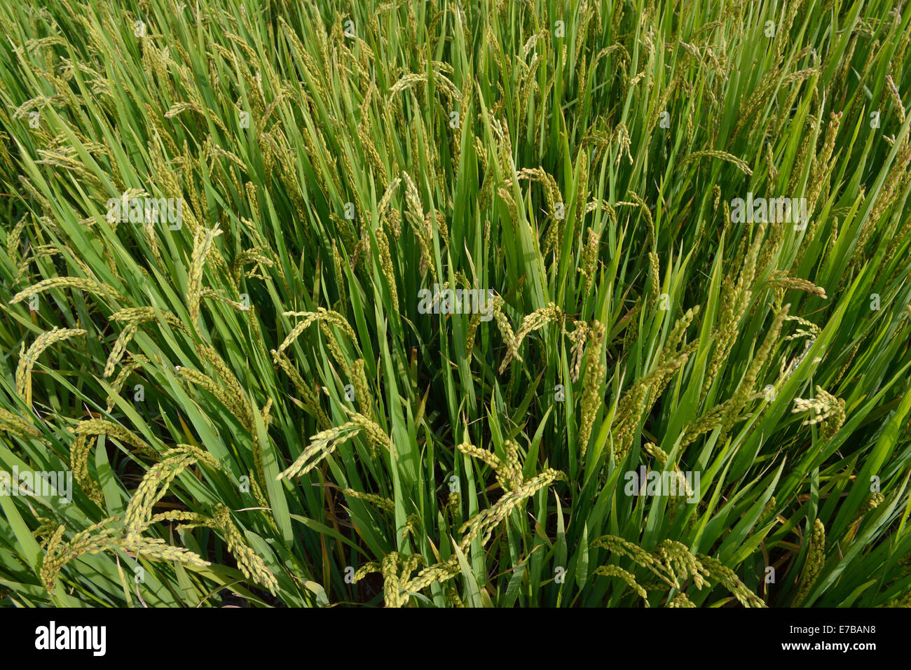 Chinese rice paddies hi-res stock photography and images - Alamy
